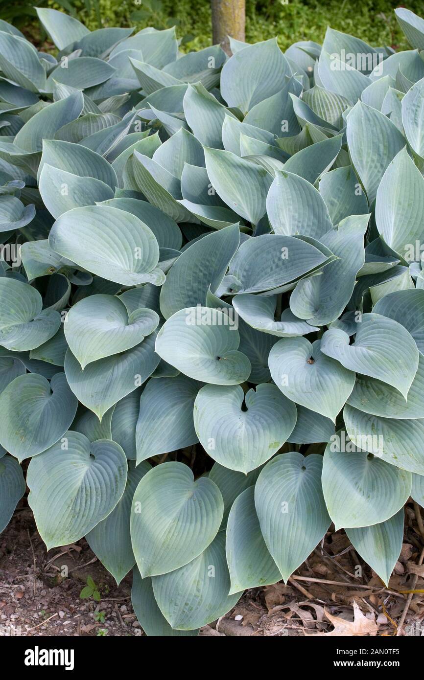Hosta halcyon hi-res stock photography and images - Alamy