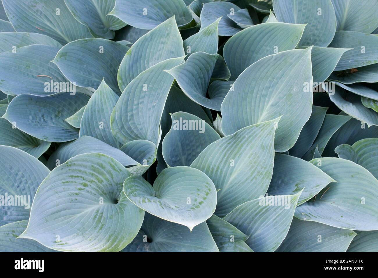 Hosta halcyon hi-res stock photography and images - Alamy