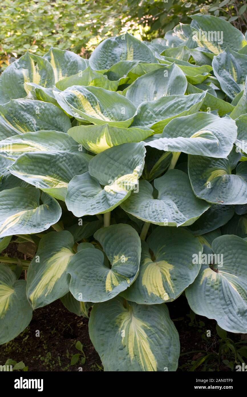 HOSTA DREAM WEAVER Stock Photo - Alamy
