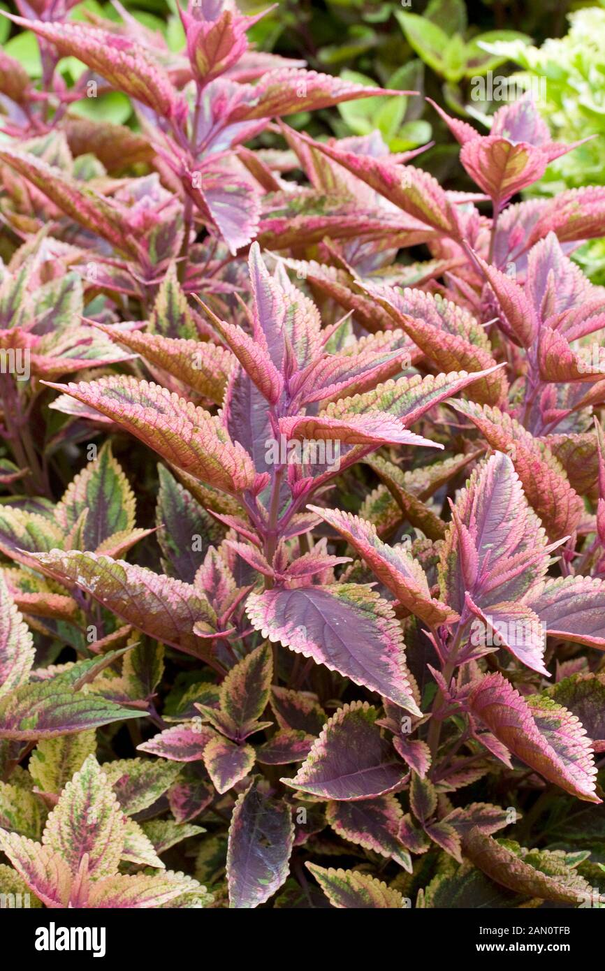Floricolor hi-res stock photography and images - Alamy
