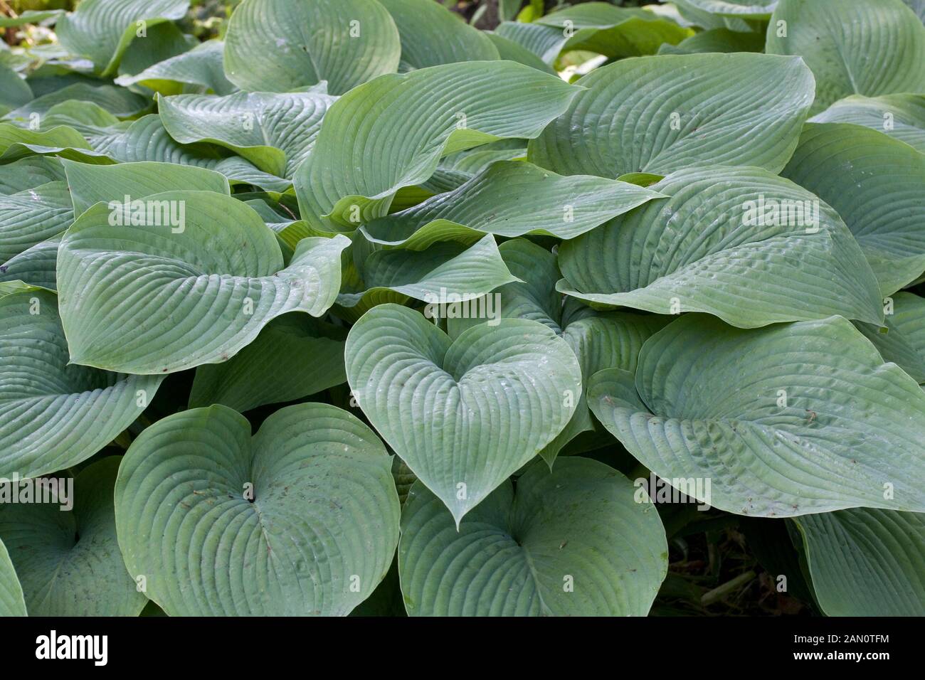 HOSTA SIEBOLDIANA MIRA Stock Photo - Alamy