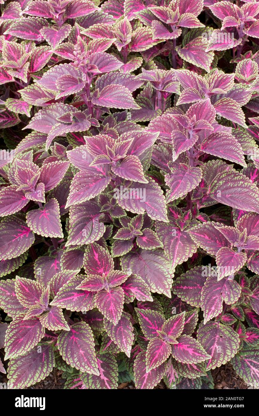 Floricolor hi-res stock photography and images - Alamy