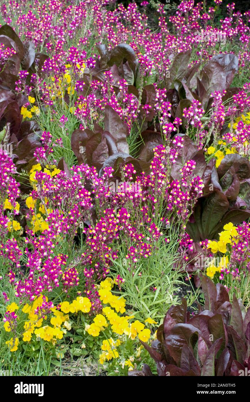 LINARIA ENCHANTMENT AND LETTUCE Stock Photo - Alamy