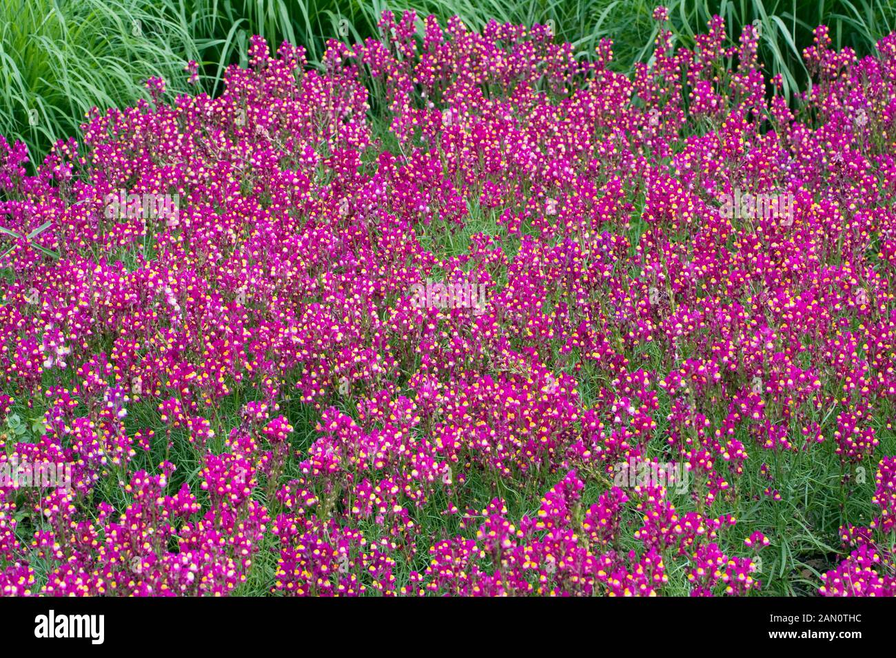 Pink linaria hi-res stock photography and images - Alamy