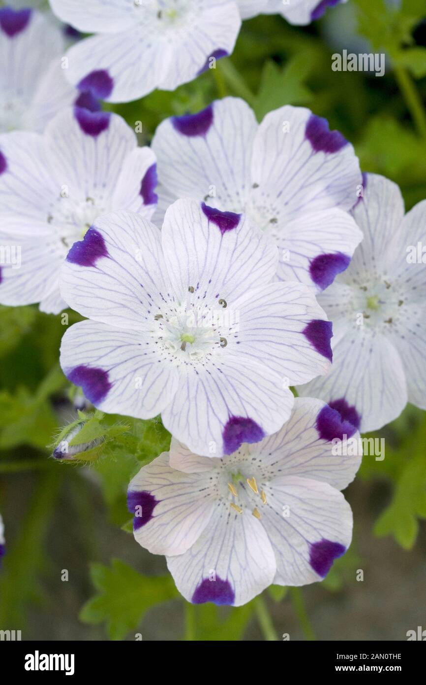 Five Spot Flower