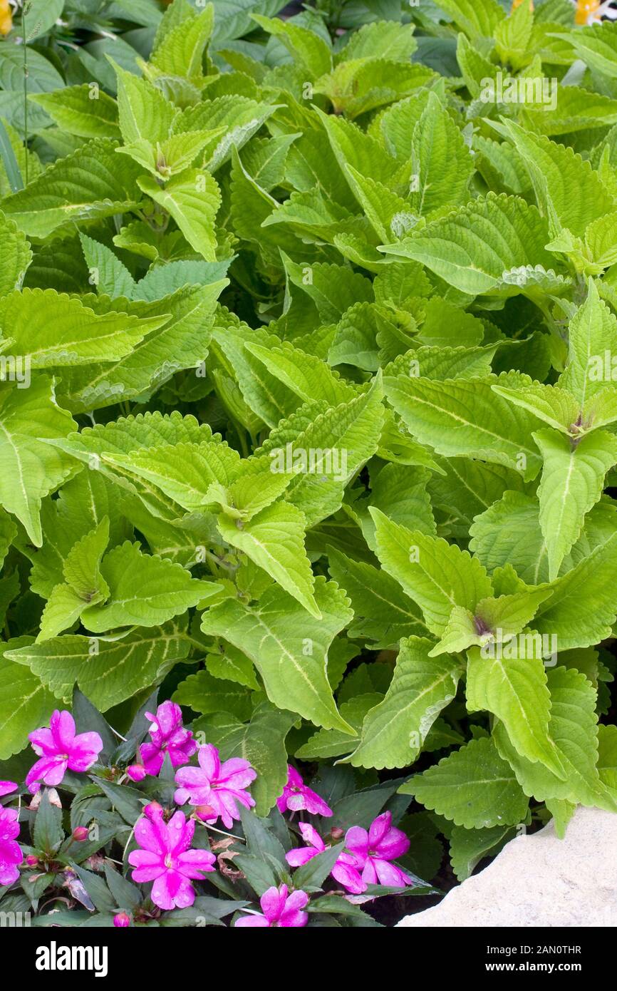 COLEUS FLORIDA 'CITY MARIETTA' Stock Photo - Alamy