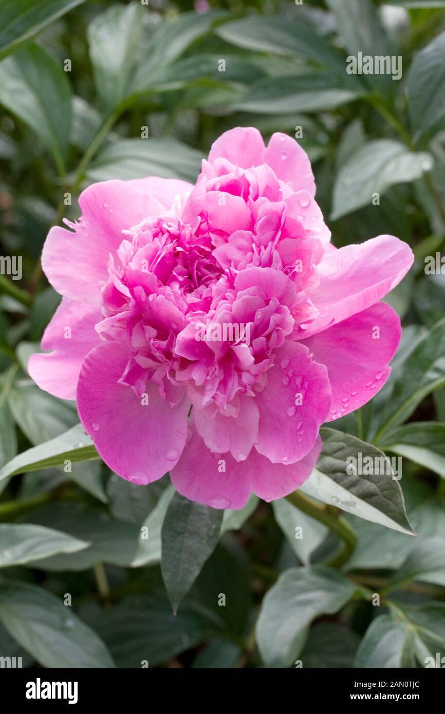 Paeonia edulis hi-res stock photography and images - Alamy