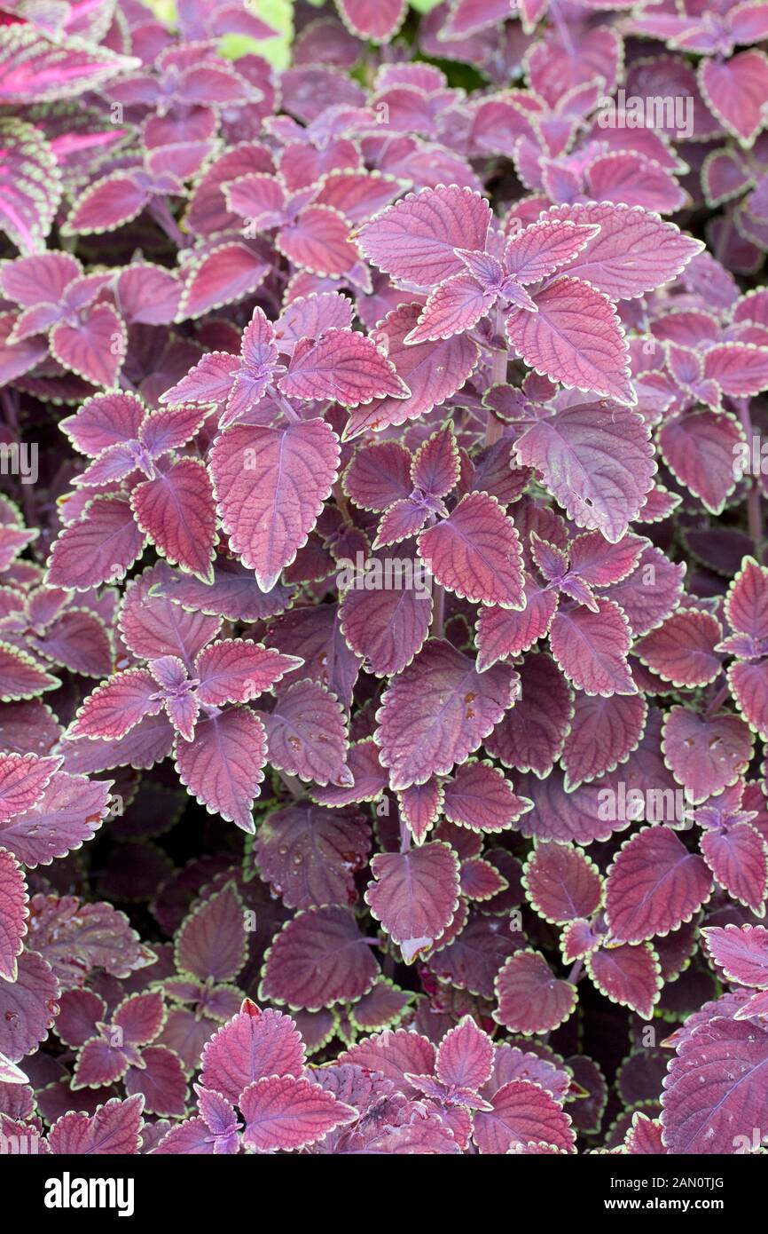 Burgundy robe hi-res stock photography and images - Alamy