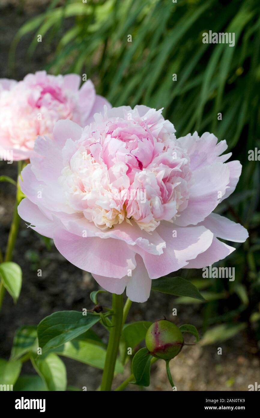 PAEONIA RASPBERRY SUNDAE Stock Photo - Alamy
