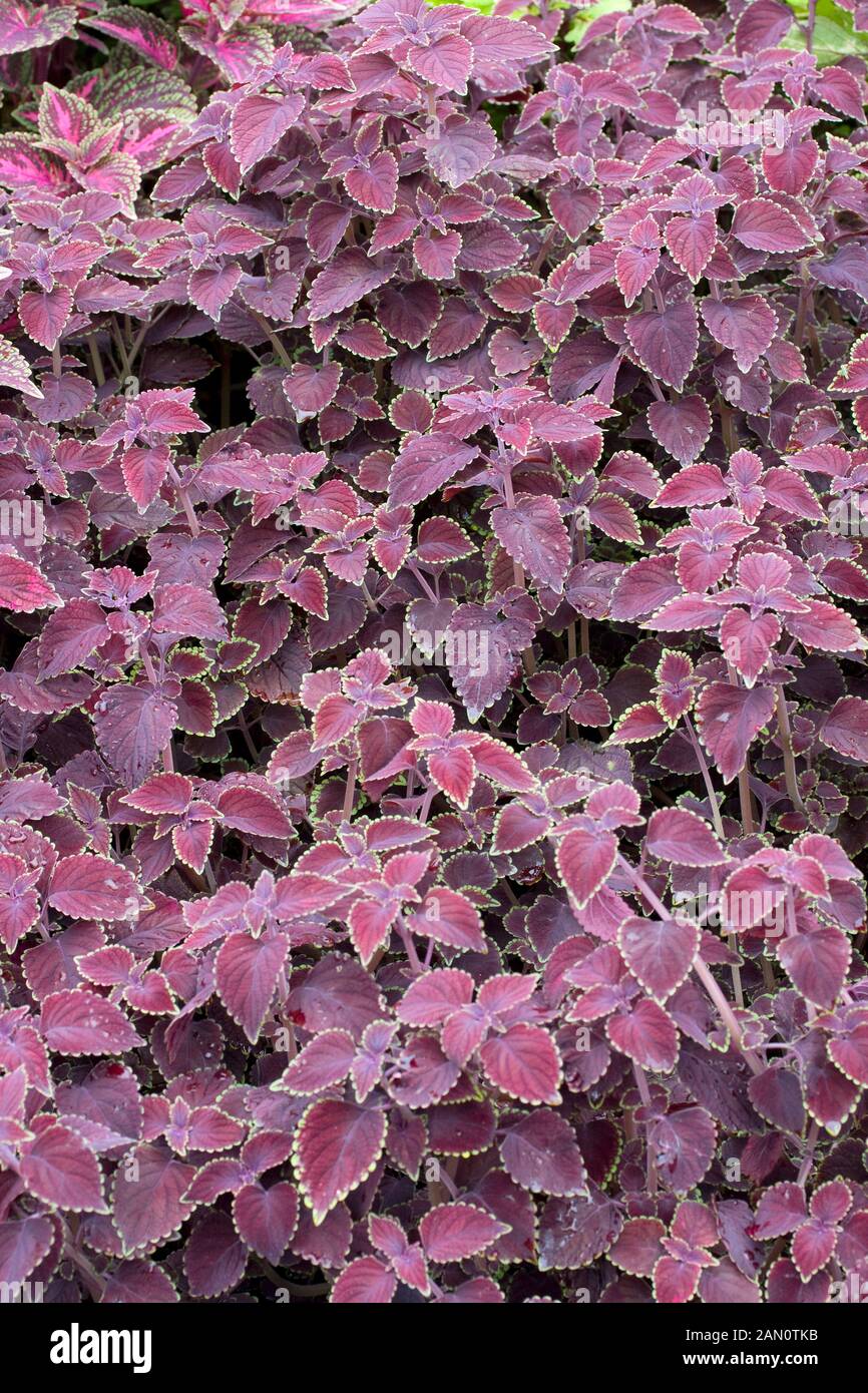 Burgundy robe hi-res stock photography and images - Alamy