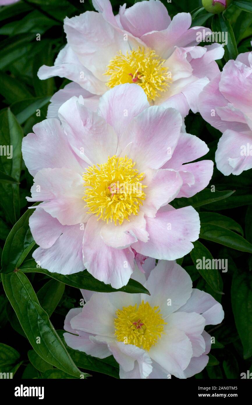 Paeonia sea shell hi-res stock photography and images - Alamy