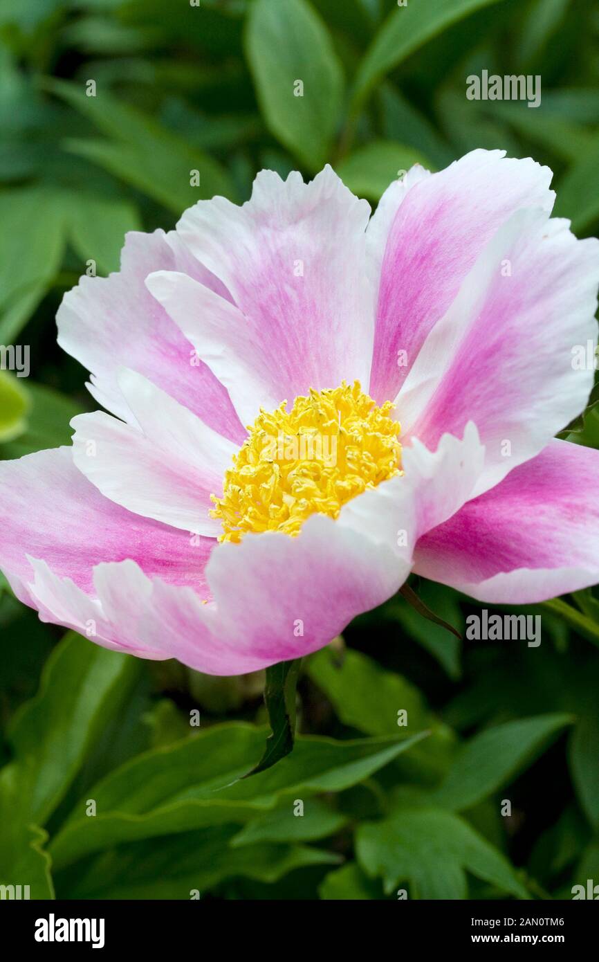 Paeonia suffruticosa taiyo hi-res stock photography and images - Alamy