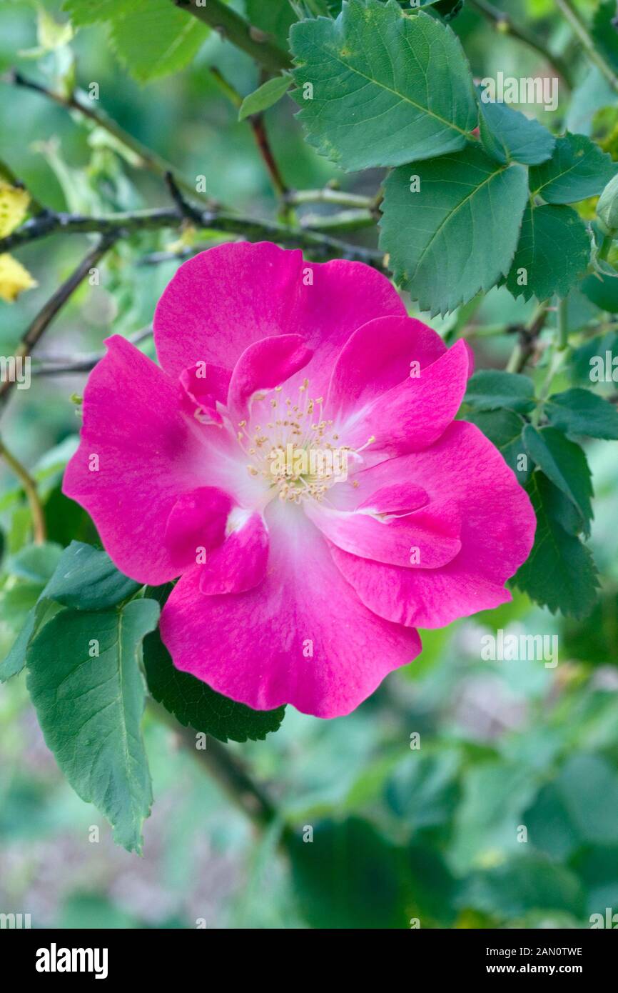 Compassion rose hi-res stock photography and images - Alamy