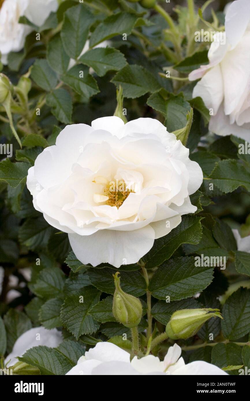 Polar rose hi-res stock photography and images - Alamy