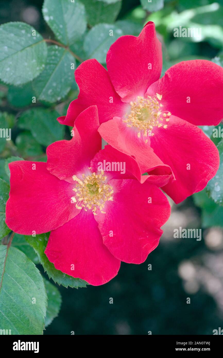 Rose robusta hi-res stock photography and images - Alamy