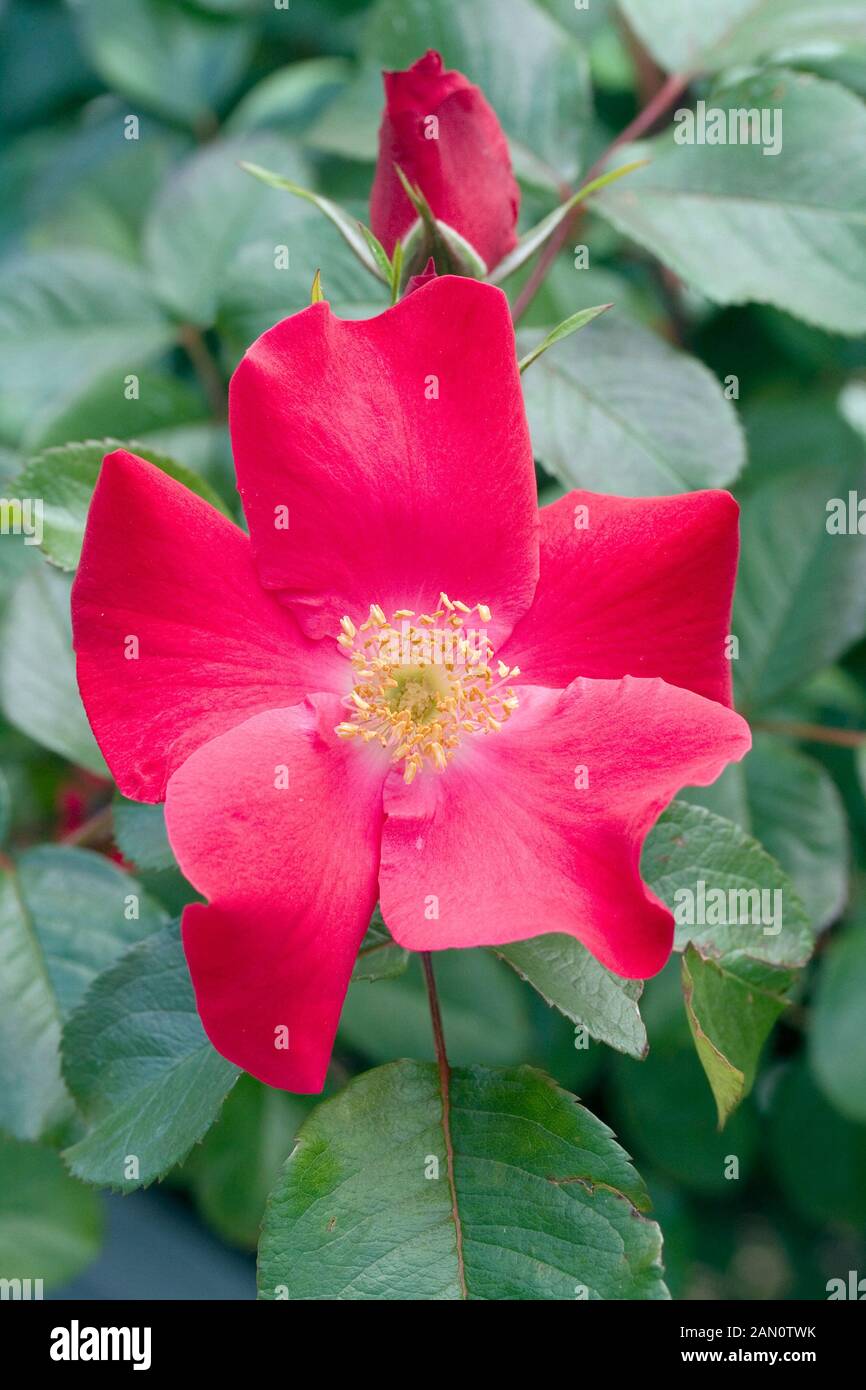 Rose robusta hi-res stock photography and images - Alamy