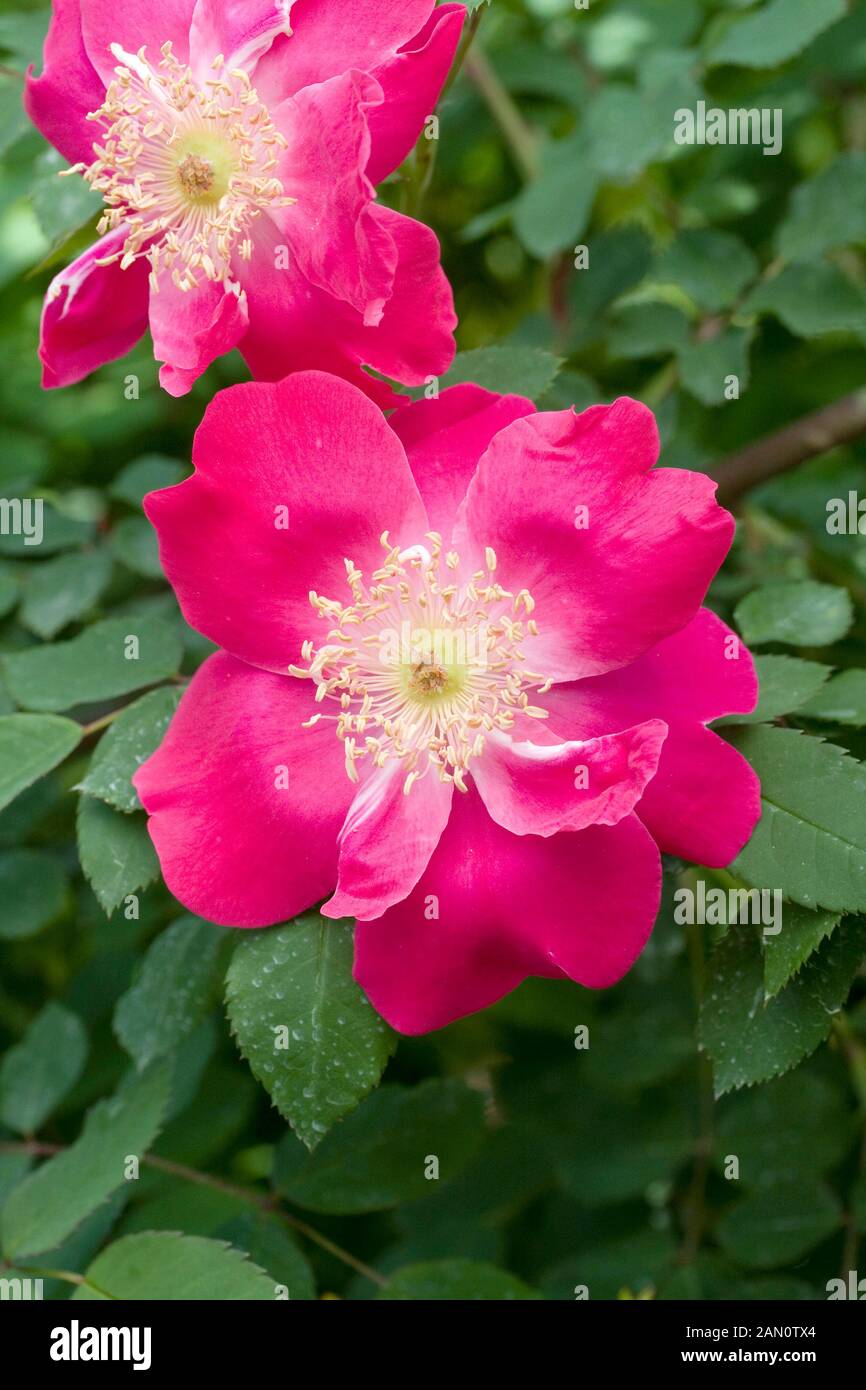 William lobb rose hi-res stock photography and images - Alamy