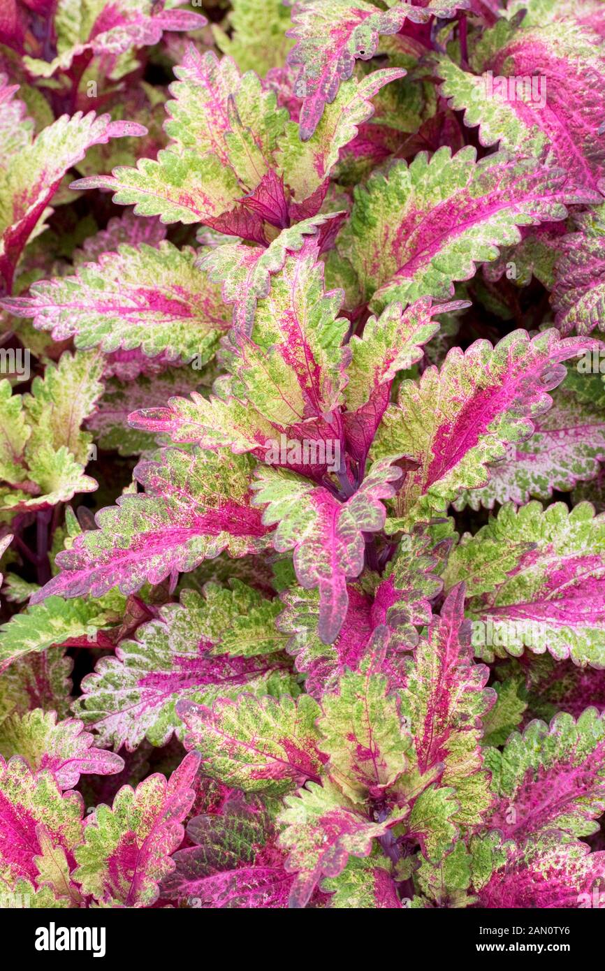 Indian coleus hi-res stock photography and images - Alamy