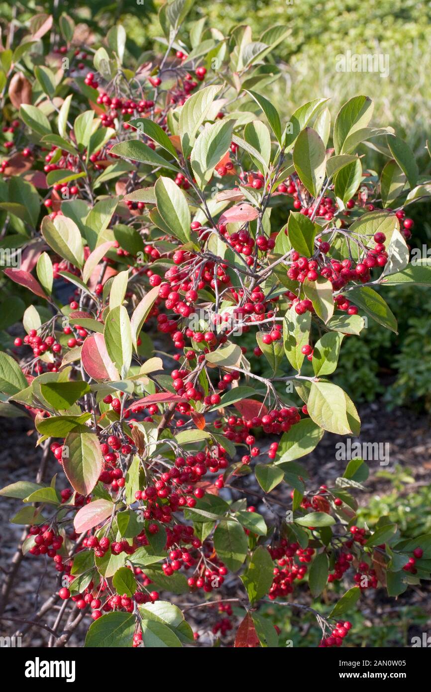 Aronia arbutifolia hi-res stock photography and images - Alamy