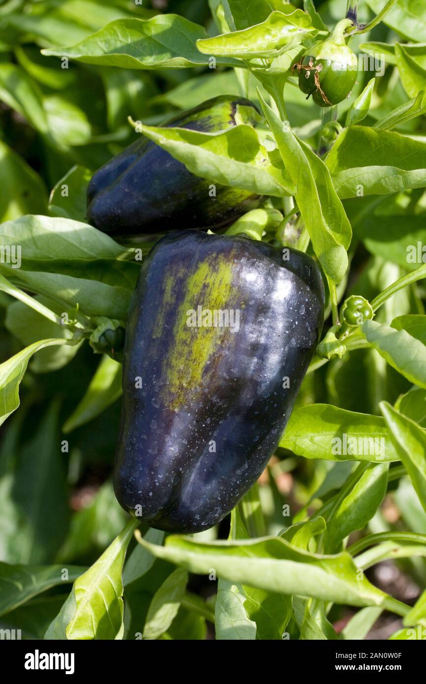 CAPSICUM ANNUUM MAVRAS BELL PEPPER Stock Photo - Alamy