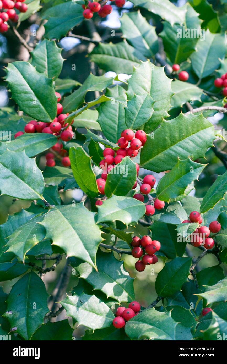 American holly hi-res stock photography and images - Alamy