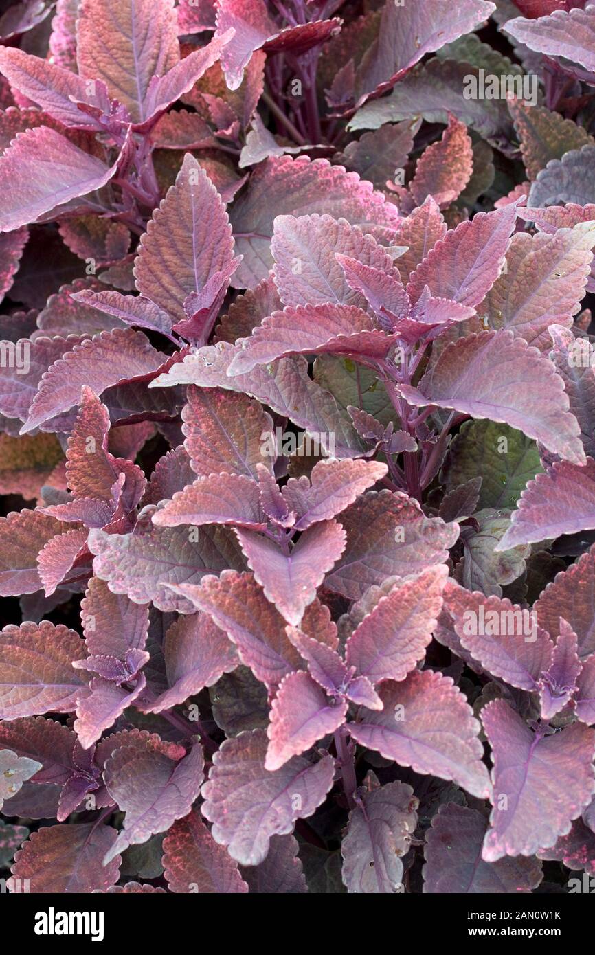 Coleus mariposa hi-res stock photography and images - Alamy