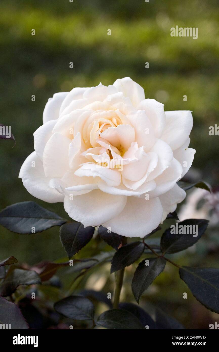 Lions rose hi-res stock photography and images - Alamy