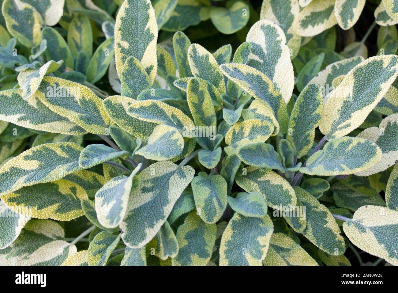 Golden sage salvia officinalis aurea hi-res stock photography and ...