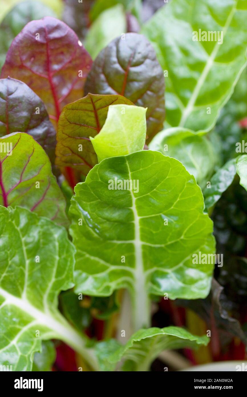 BETA VULGARIS BRIGHT LIGHTS SWISS CHARD Stock Photo - Alamy