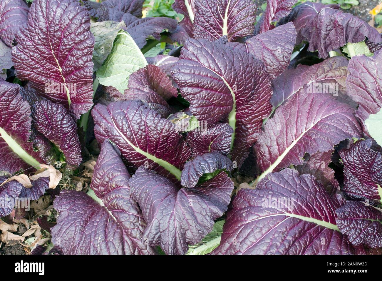 Brassica juncea red giant hi-res stock photography and images - Alamy