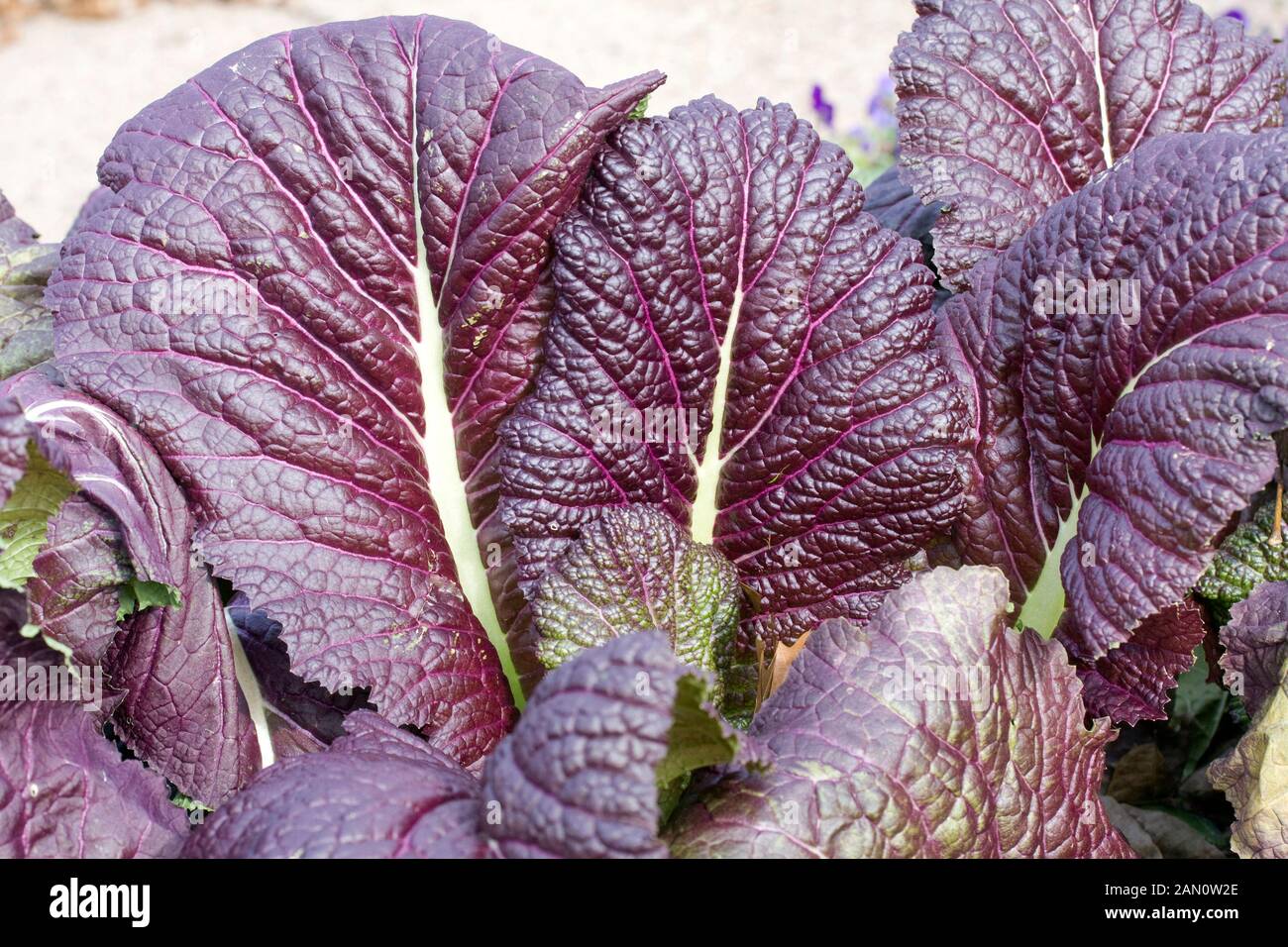 Red Giant Mustard Ornamental
