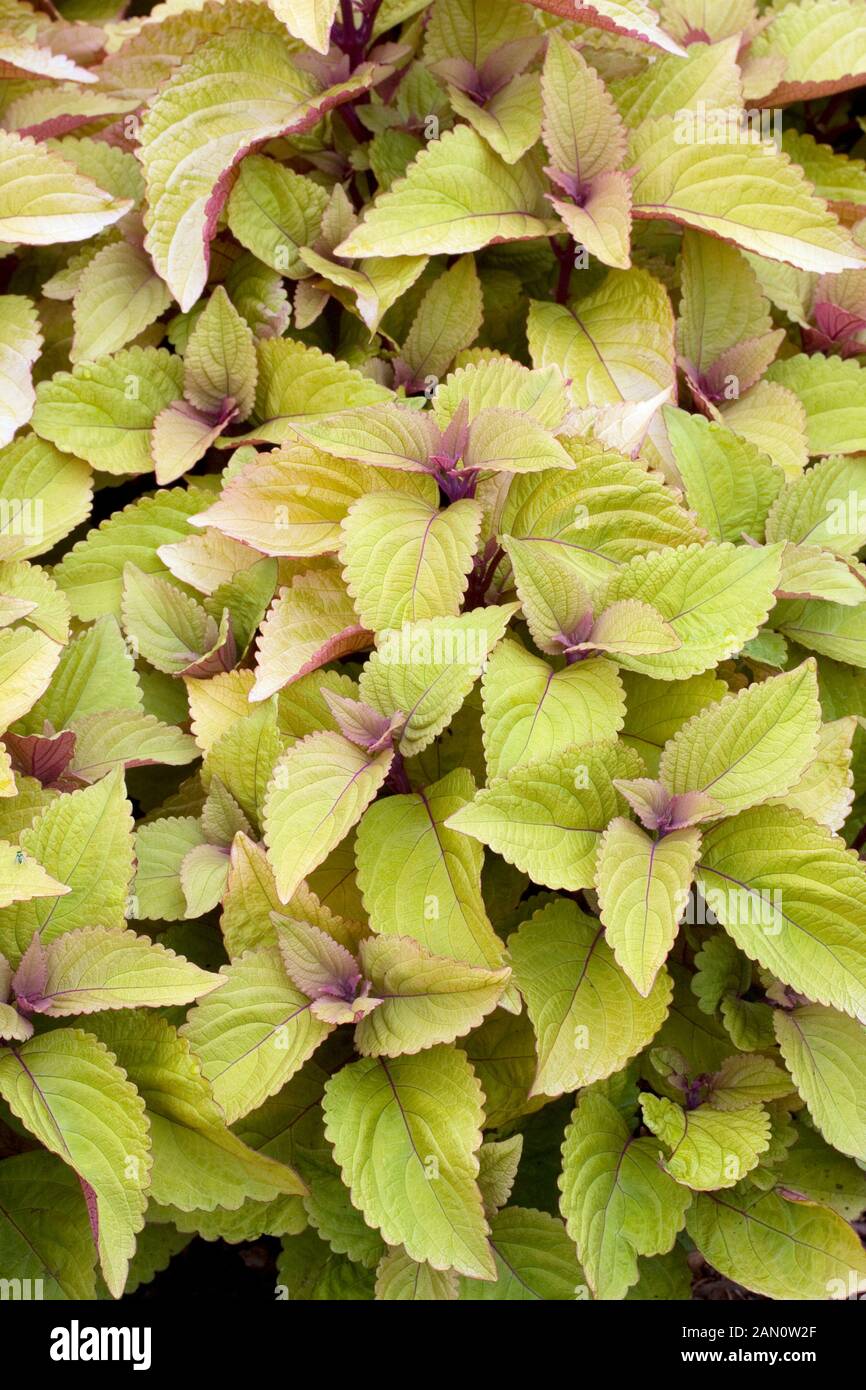 Orange Coleus High Resolution Stock Photography and Images - Alamy