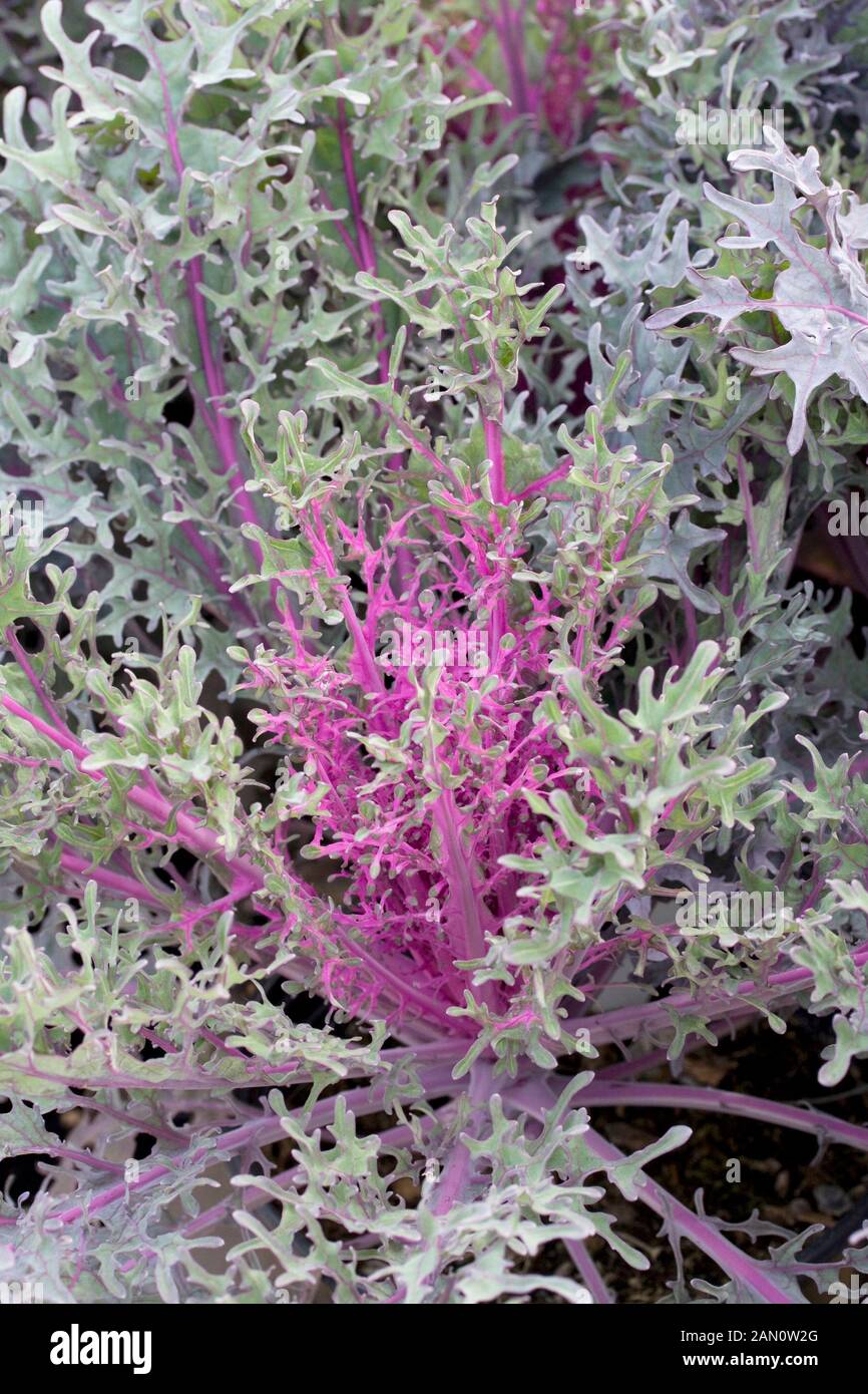 Brassica oleracea red peacock hi-res stock photography and images - Alamy