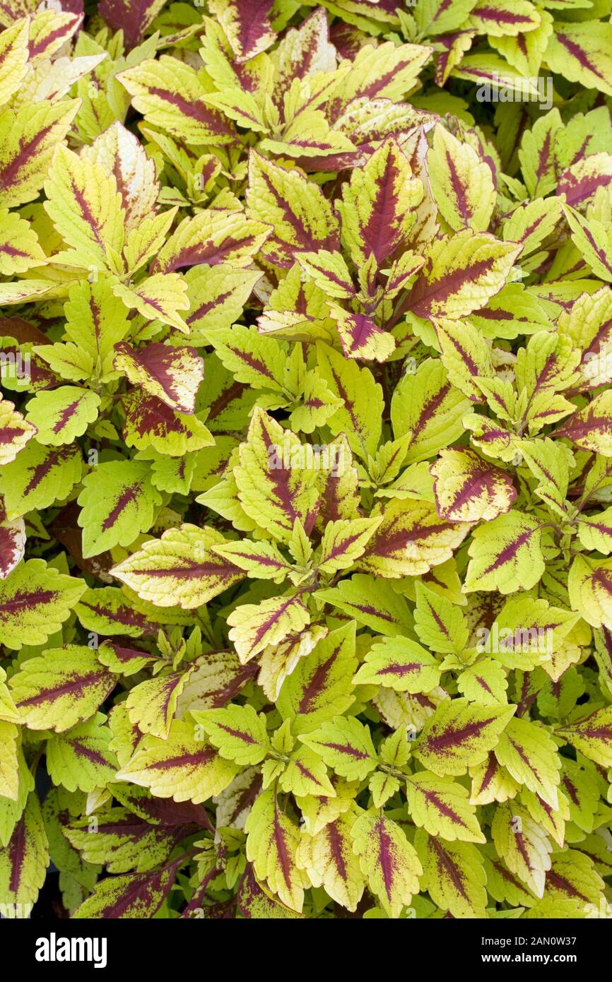 Pineapple splash hi-res stock photography and images - Alamy