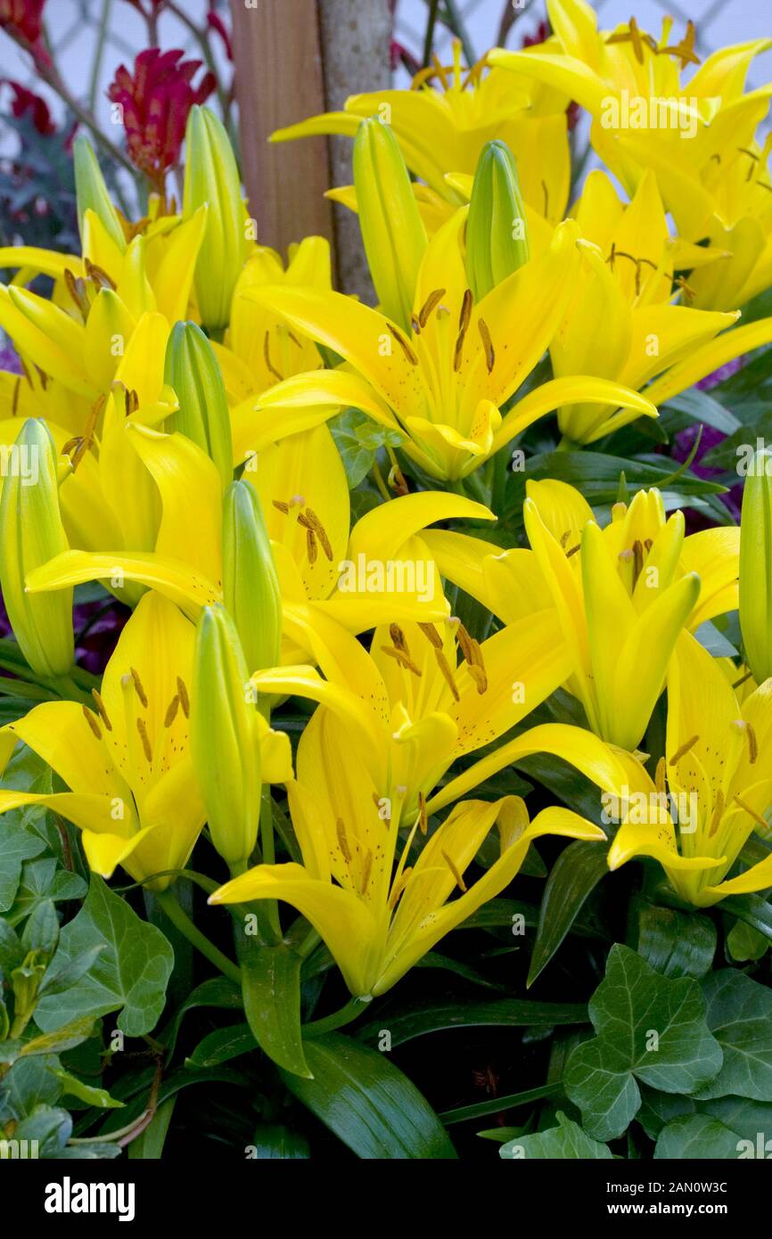 Lilium asiatic hi-res stock photography and images - Alamy