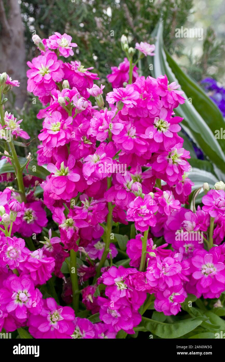 Matthiola incana hi-res stock photography and images - Alamy
