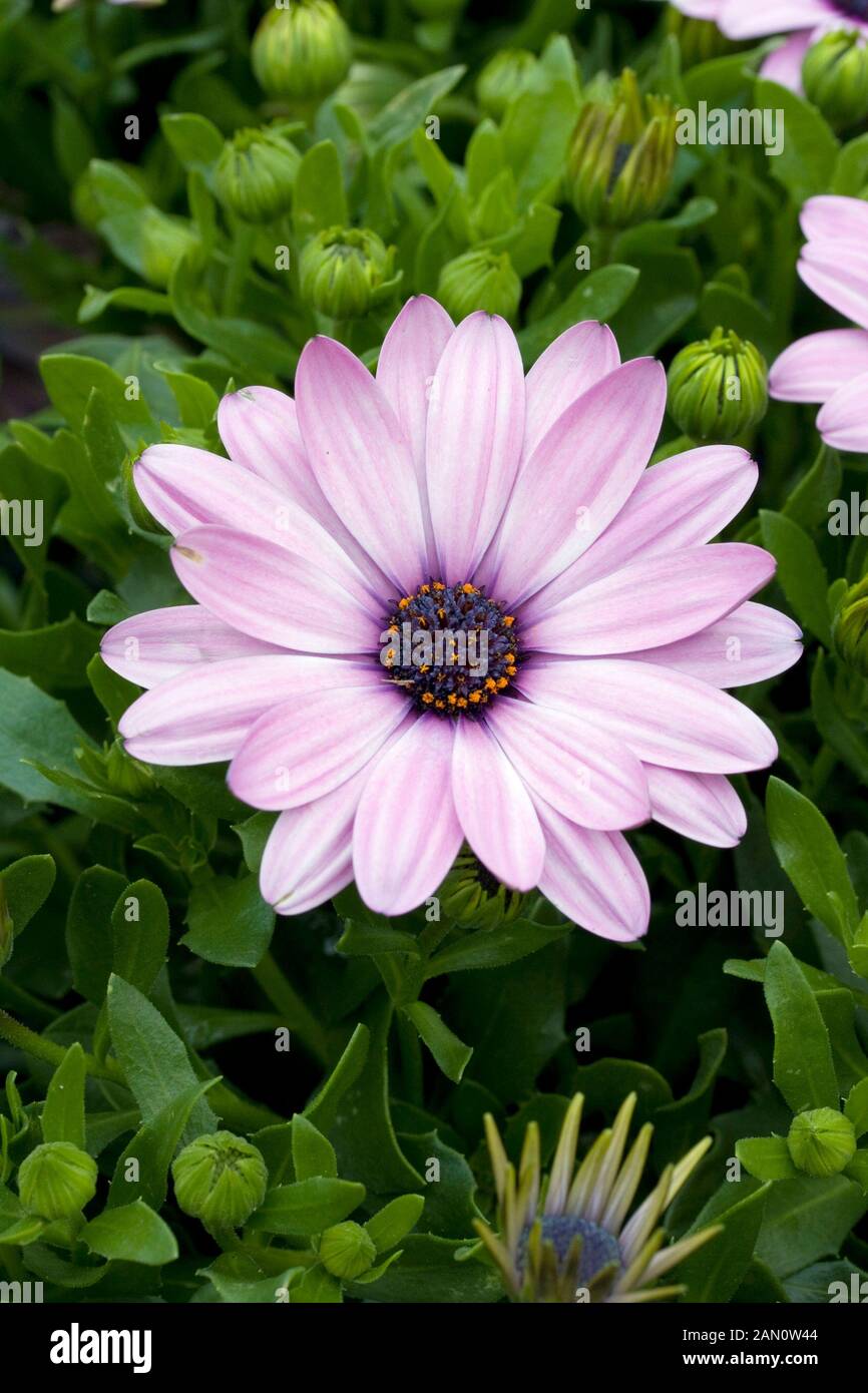 Serenity osteospermum pink hi-res stock photography and images - Alamy