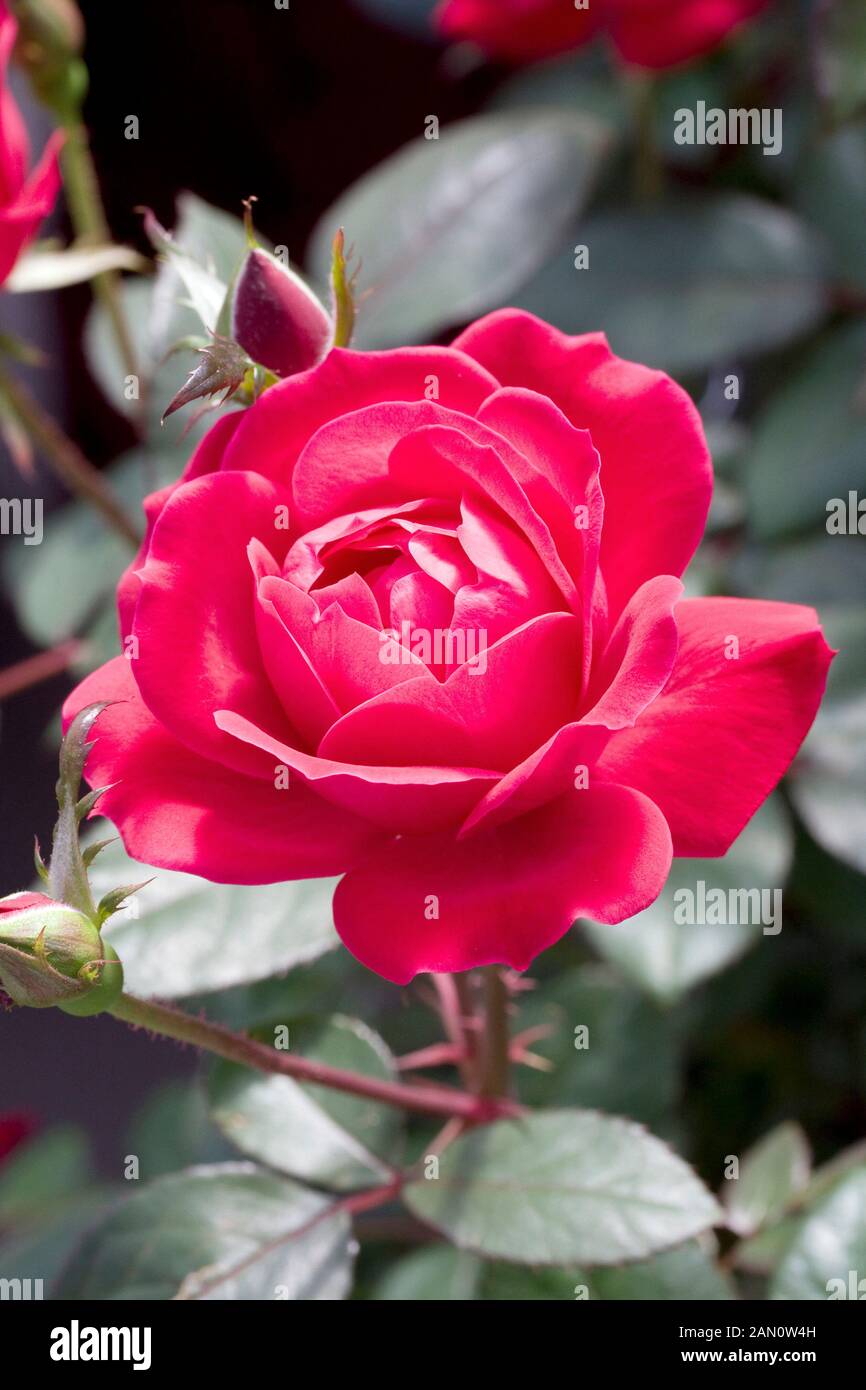 ROSA DOUBLE KNOCK OUT RED Stock Photo - Alamy
