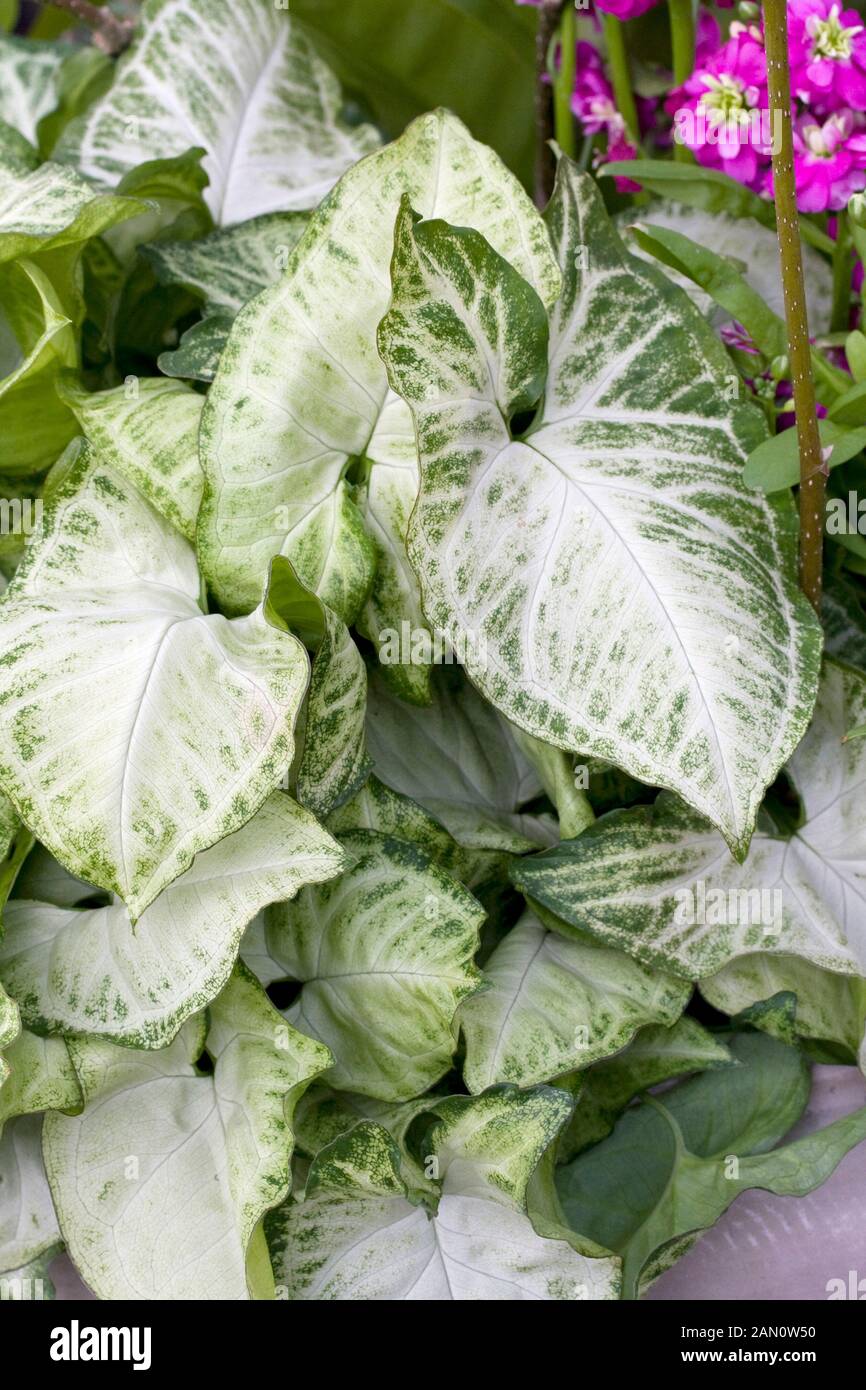 Syngonium Nephthytis High Resolution Stock Photography and Images - Alamy