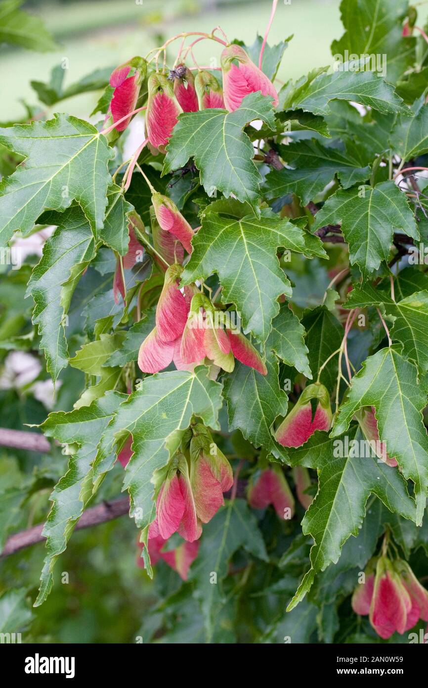 Acer ginnala hi-res stock photography and images - Alamy