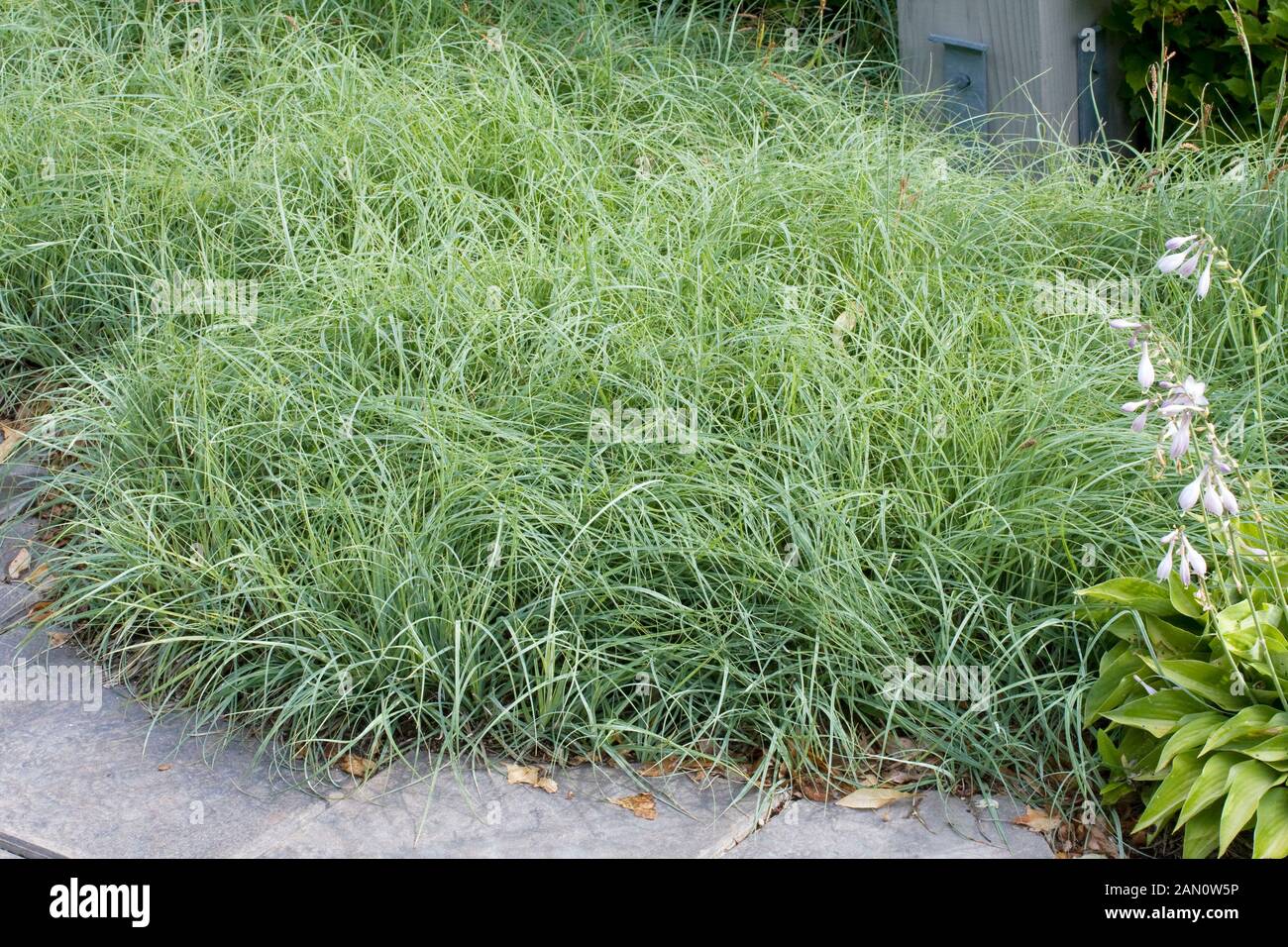 CAREX GLAUCA BLUE SEDGE Stock Photo - Alamy