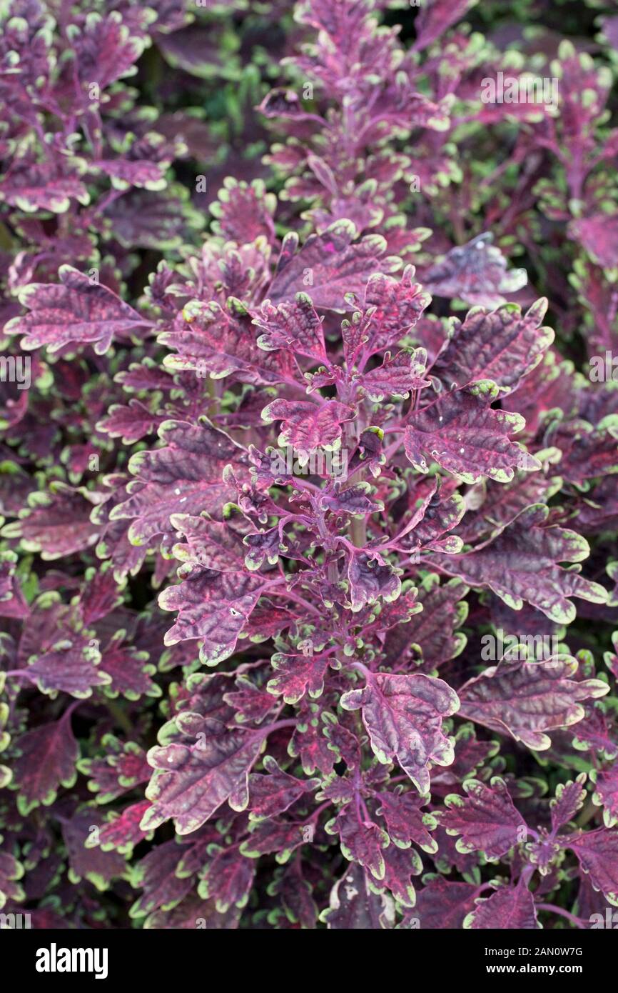 Coleus red hi-res stock photography and images - Alamy