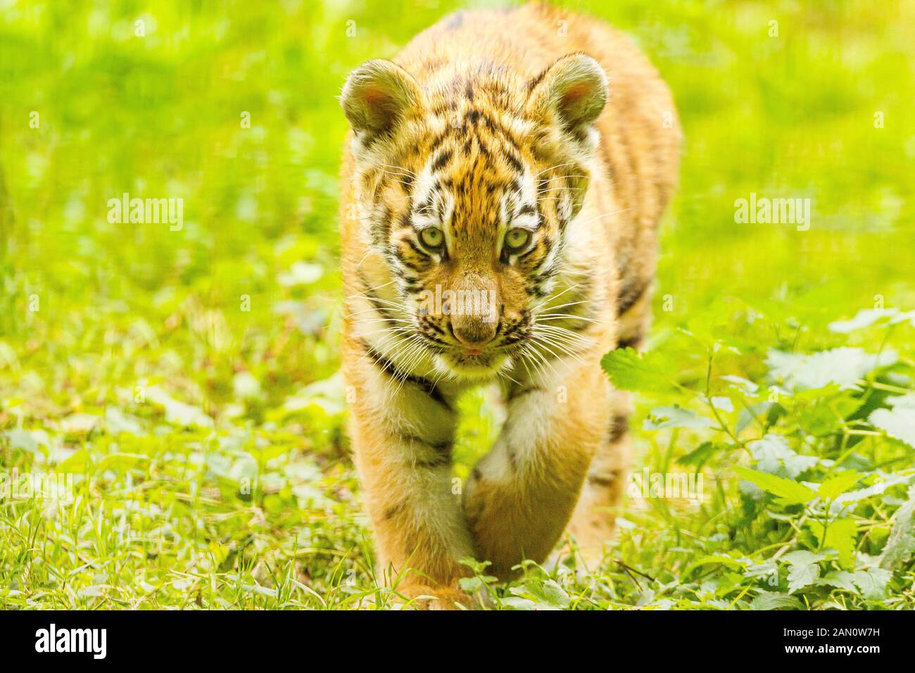 Siberian tiger cub walking hi-res stock photography and images - Alamy