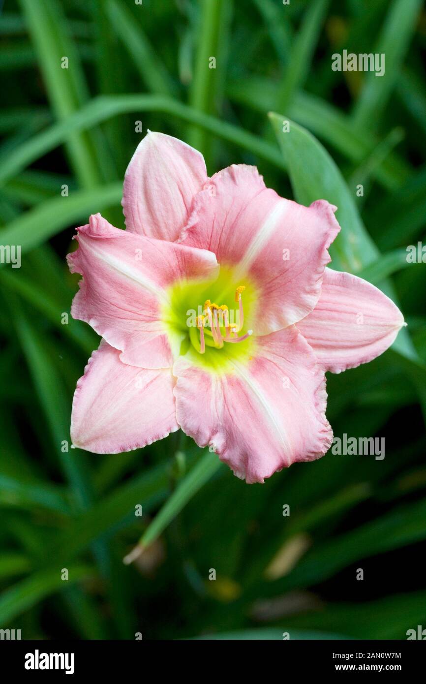 Diamond coral hi-res stock photography and images - Alamy