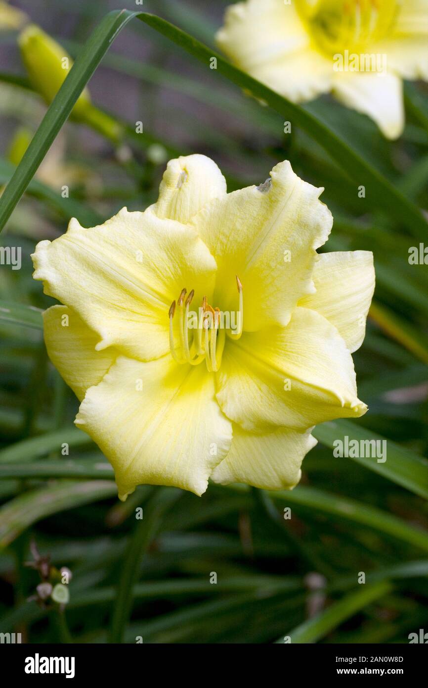 Hemerocallis stella supreme hi-res stock photography and images - Alamy