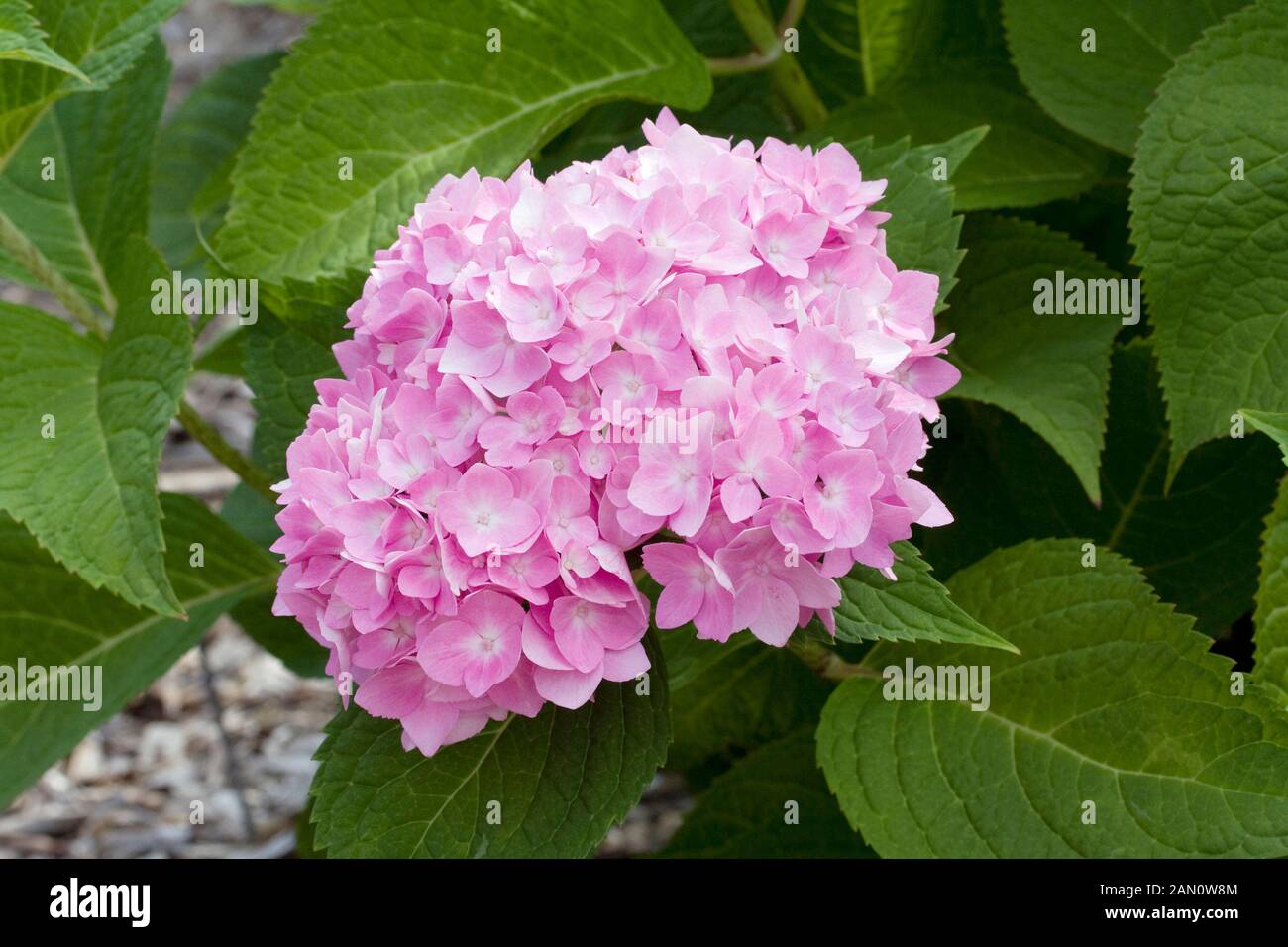 Macrophylla endless summer hi-res stock photography and images - Alamy