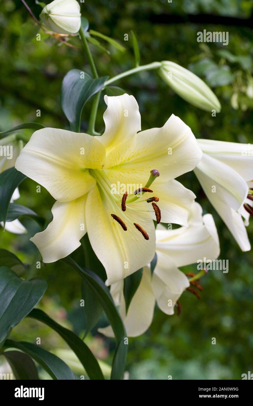 Yellow lily flower stargazer hi-res stock photography and images - Alamy
