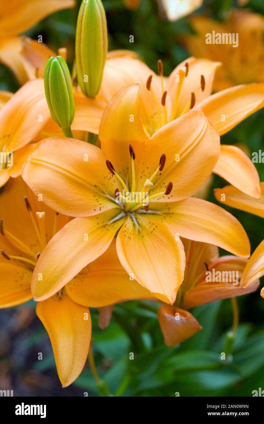 LILIUM ORANGE PIXIE Stock Photo - Alamy