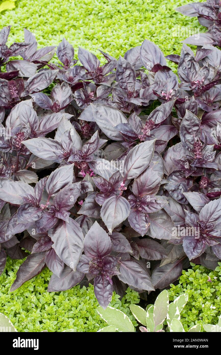 Rubin basil hi-res stock photography and images - Alamy