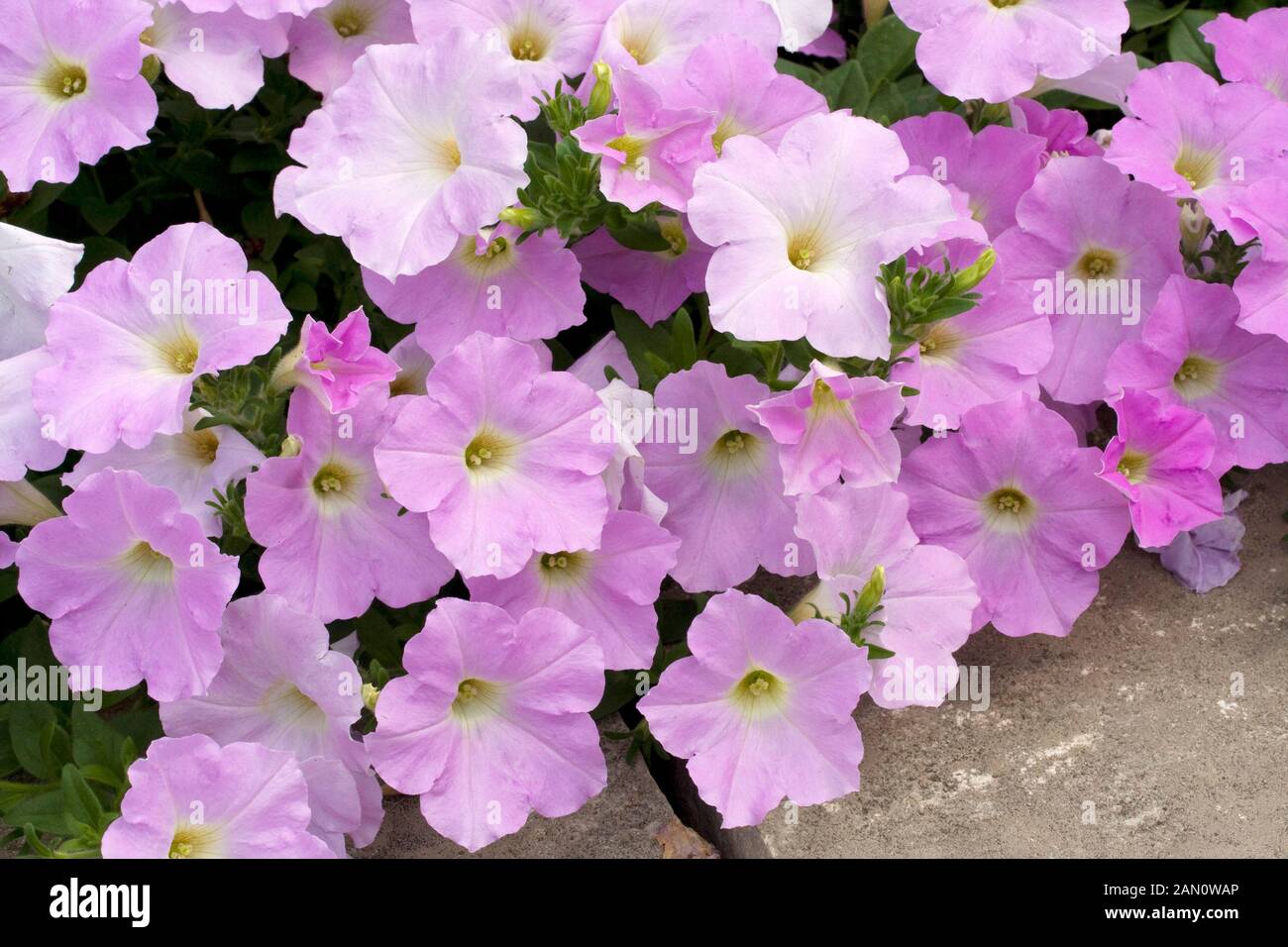 Petunia ‘purple wave’ hi-res stock photography and images - Alamy
